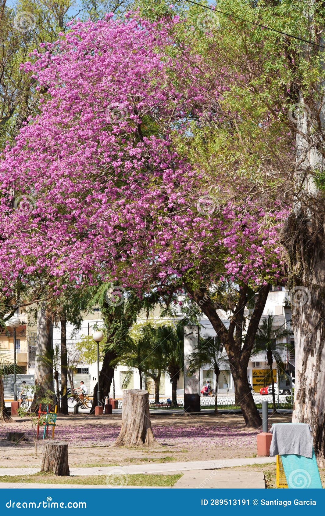 Huge Tree with Purple Leaves Stock Image - Image of town, huge: 289513191