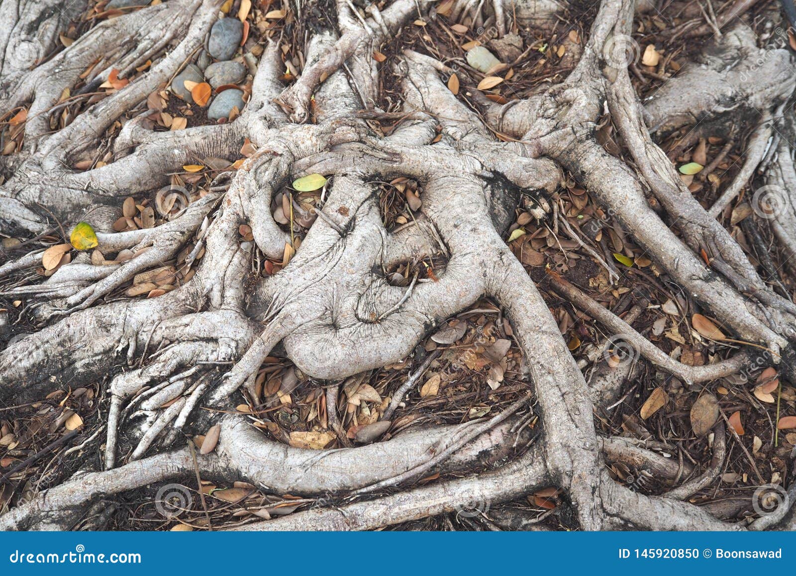 Huge Tree Root Texture Background Stock Photo - Image of roots, botany ...