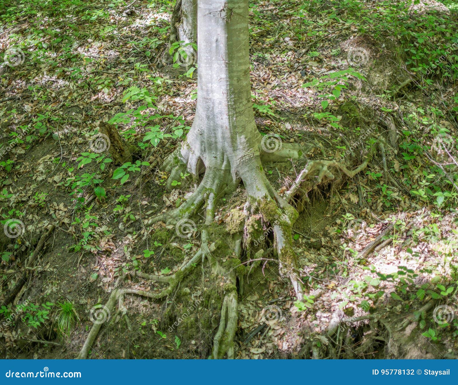 Huge Tree Roots Covering the Forest Floor in the Parched Bed of Stock ...