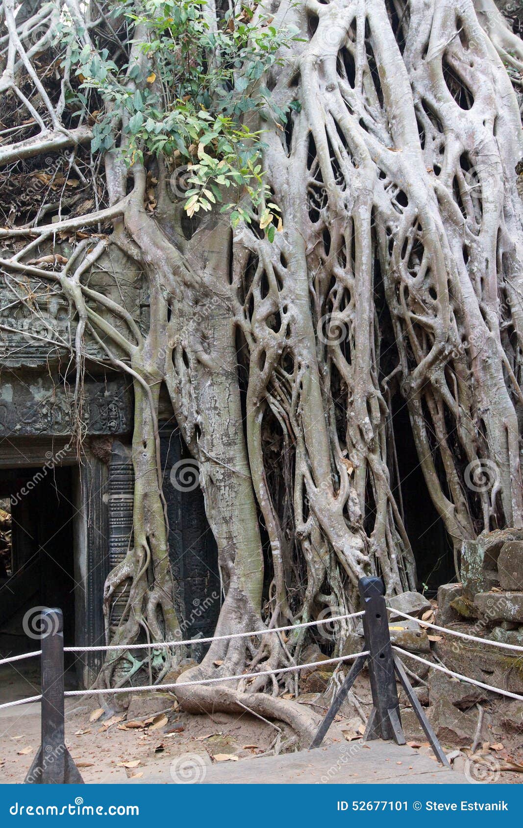 Huge Tree Roots Engulf the Ruined Temple Stock Image - Image of tree ...