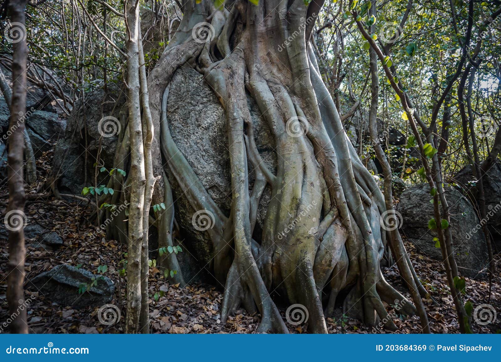 Huge Tree Roots Growing on a Large Stone Stock Image - Image of forest ...