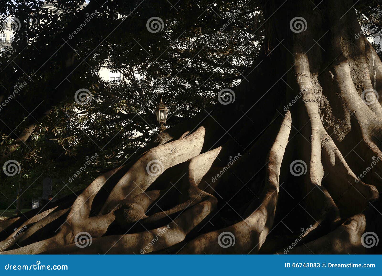 Huge tree roots stock image. Image of high, robust, beautiful - 66743083