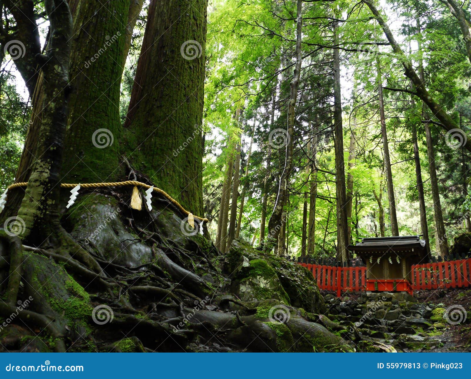 A Huge Tree and a Small Temple Stock Image - Image of twins, walkway ...