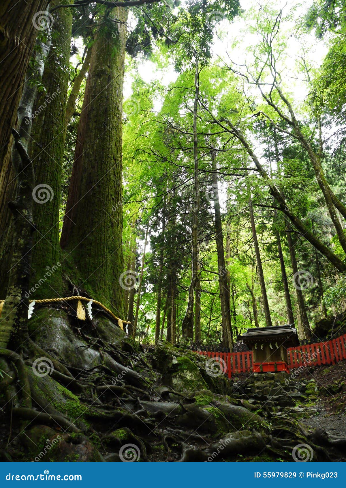 A Huge Tree and a Small Temple Stock Image - Image of huge, temple ...