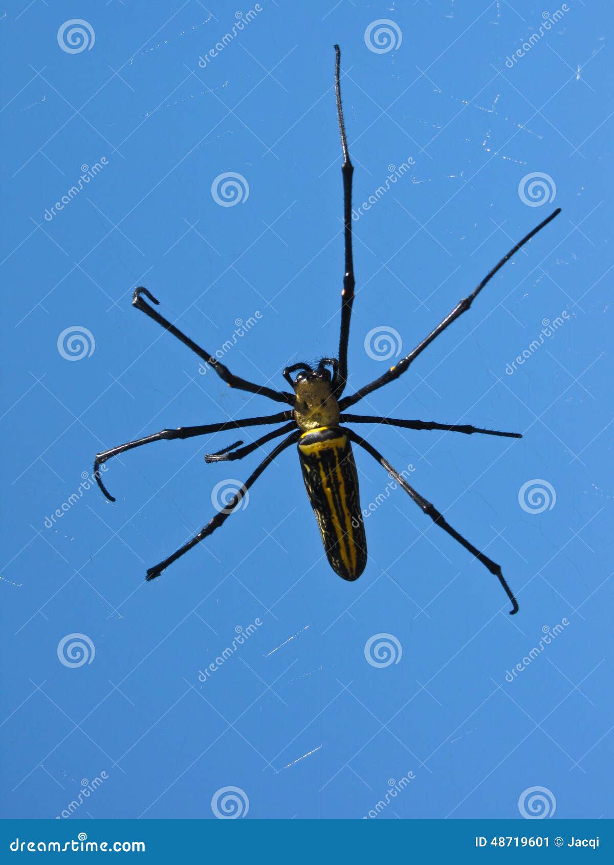 Huge Tree Spider in Web stock image. Image of danger - 48719601