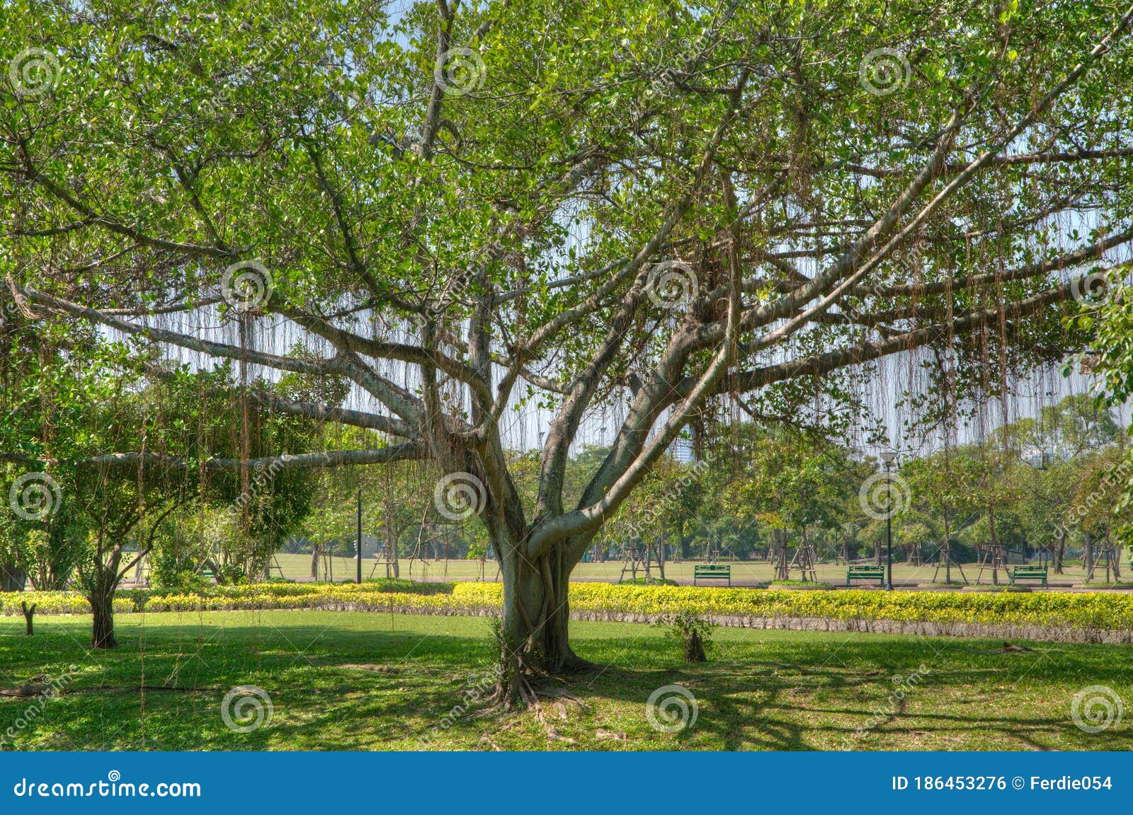 A Huge Tree with Sprawling Branches and Hanging Roots Stock Photo ...