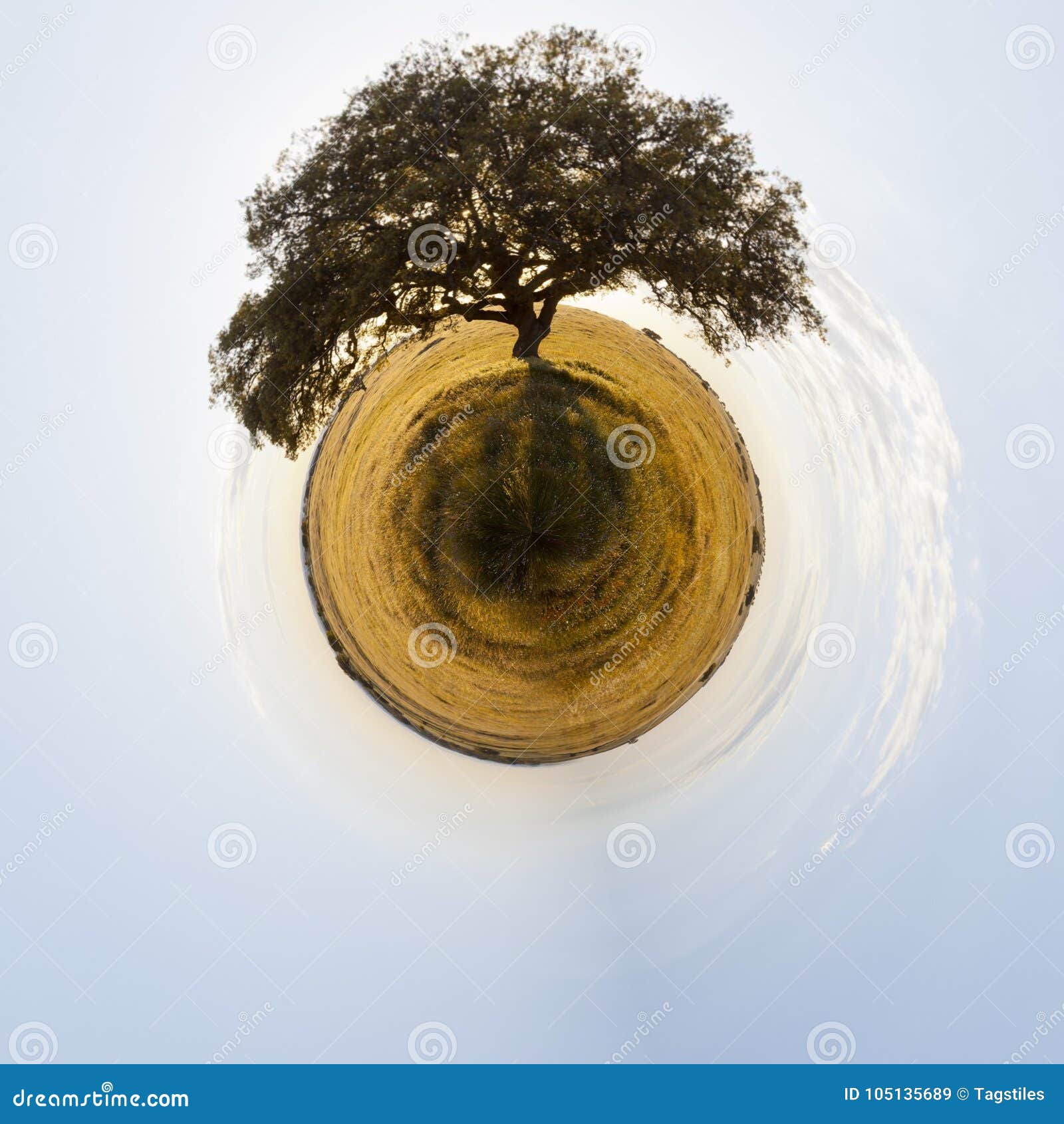 A Huge Tree Standing Alone on a Wide Field Stock Image - Image of ...
