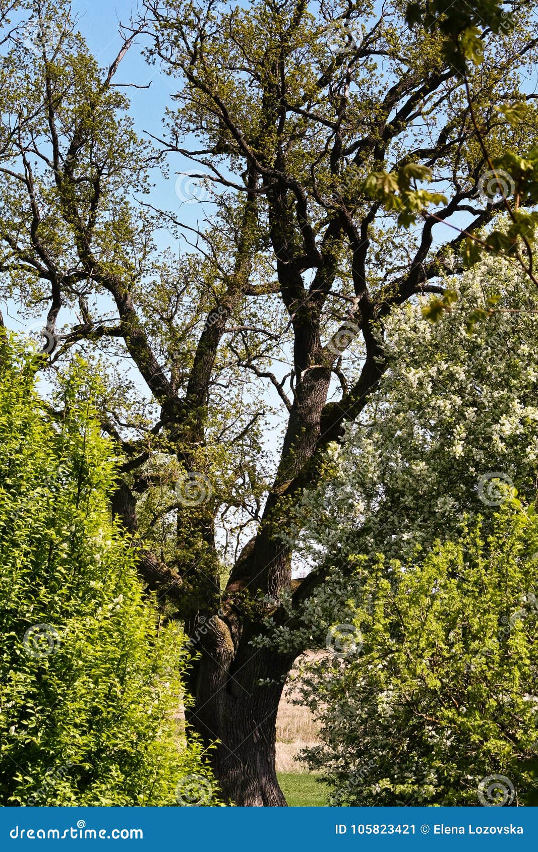 Huge Tree with a Strong Trunk and Branches Stock Image - Image of ...