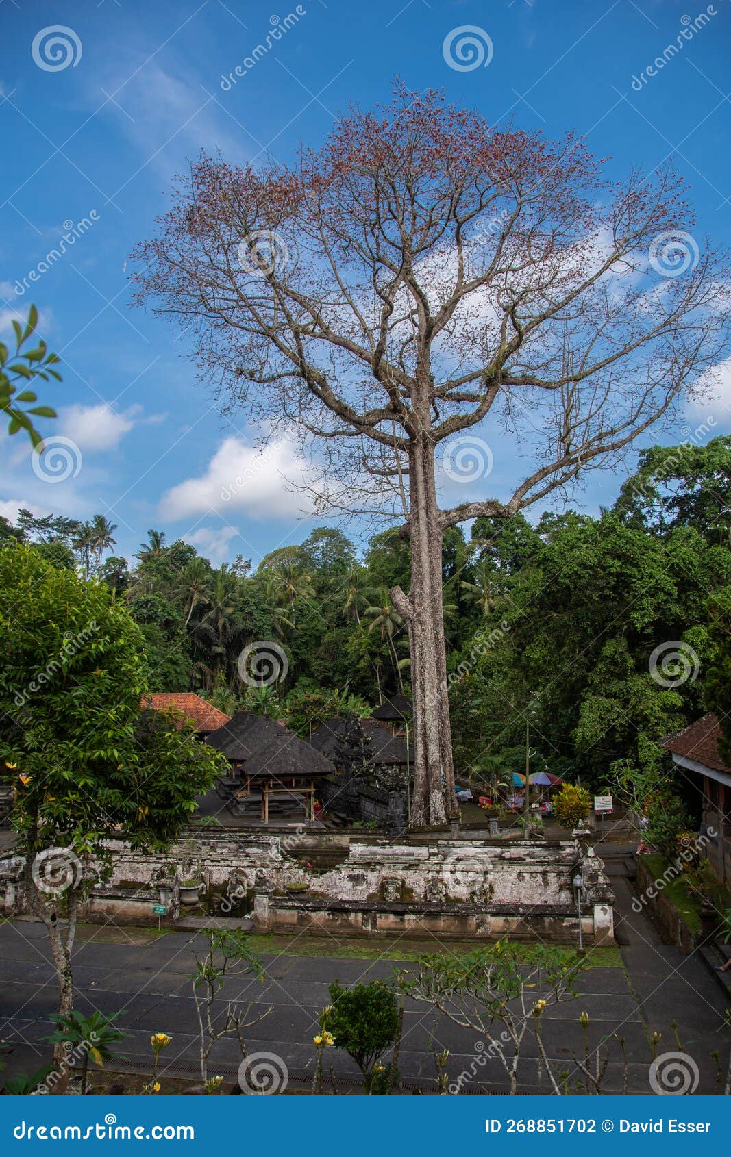 A Huge Tree on the Temple Complex "Goa Gajah" Stock Photo - Image of ...