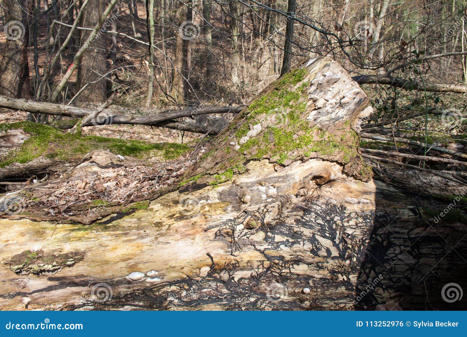 Huge tree trunk stock photo. Image of wonderful, wood - 113252976