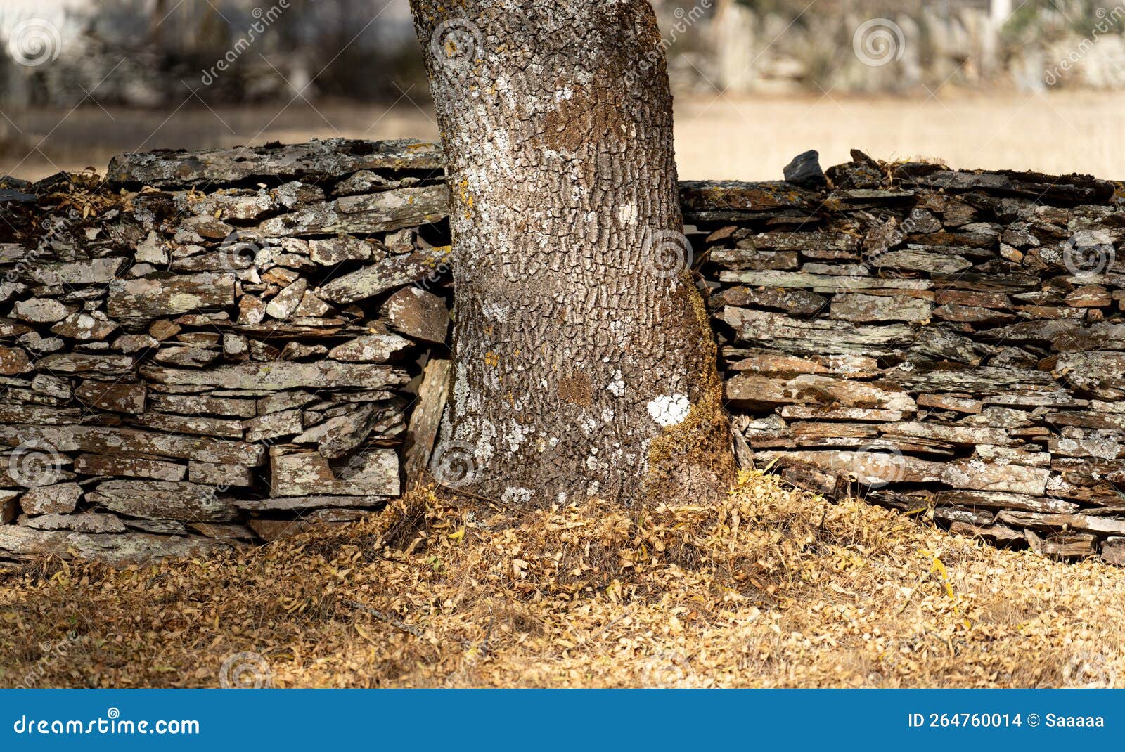 Huge Tree Trunk in the Middle of the Stone Wall Stock Photo - Image of ...