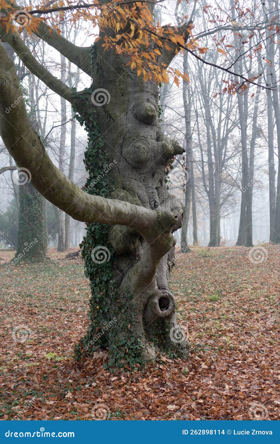Hyperion Tree, The Tallest Tree In The World, Redwoods National And ...