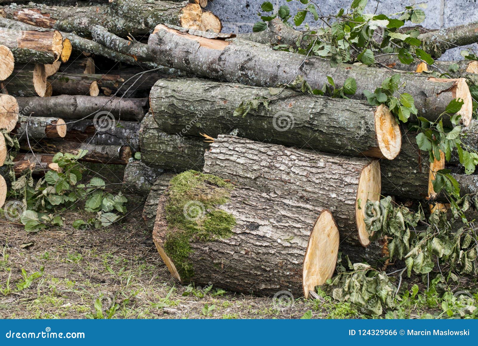Huge Tree Trunks Cut into Pieces Stock Photo - Image of logging ...