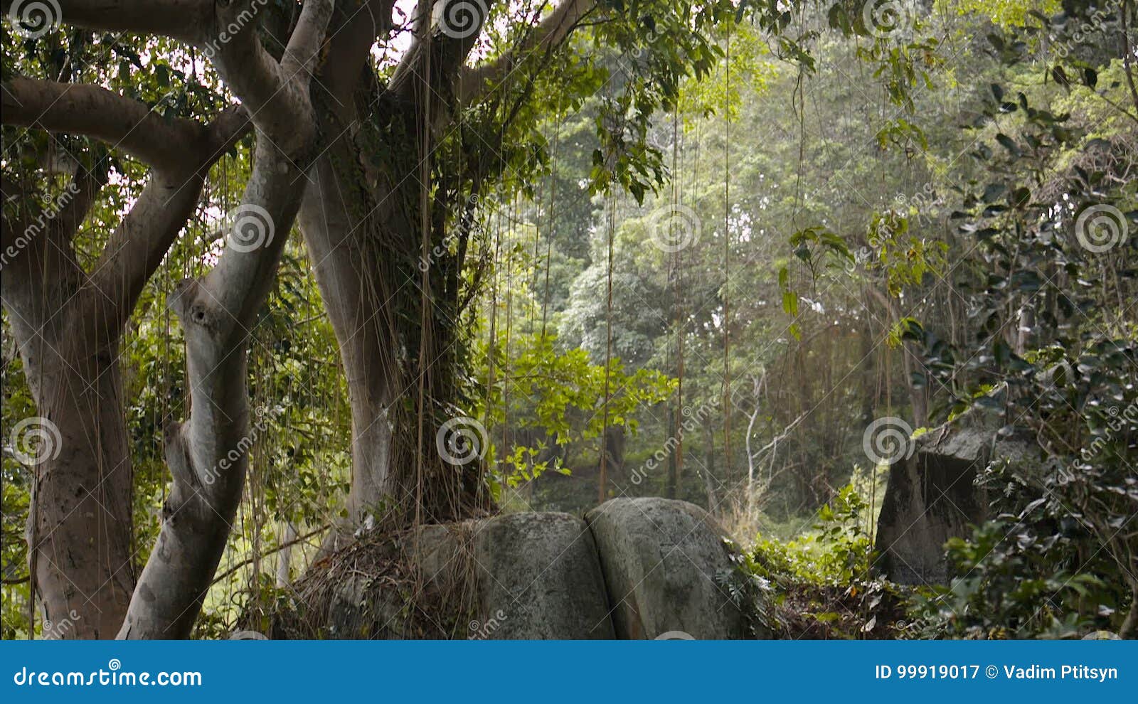 A Huge Tree with Vines in a Tropical Jungle Stock Video - Video of ...