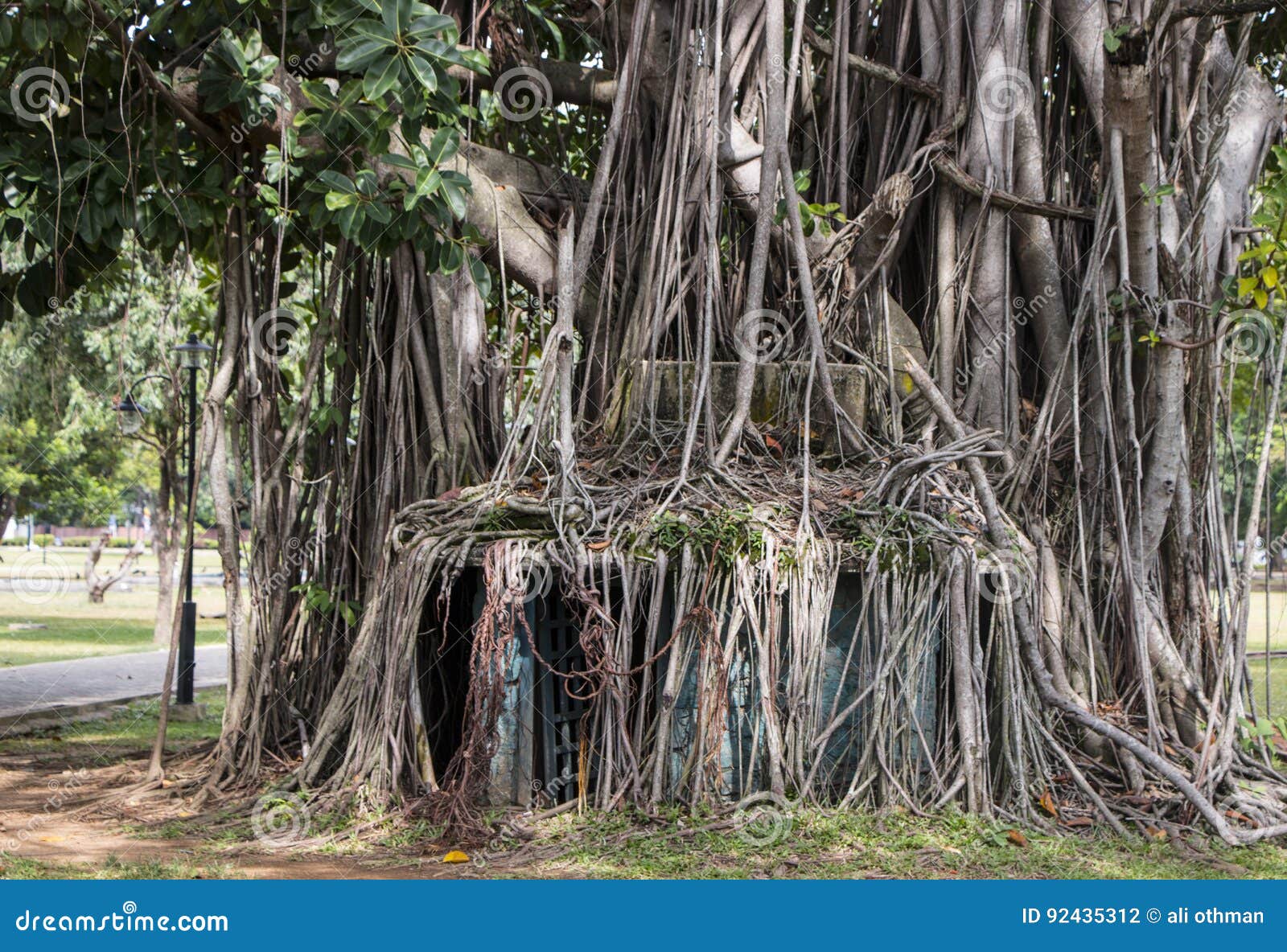 Huge trees stock photo. Image of amazing, trees, huge - 92435312