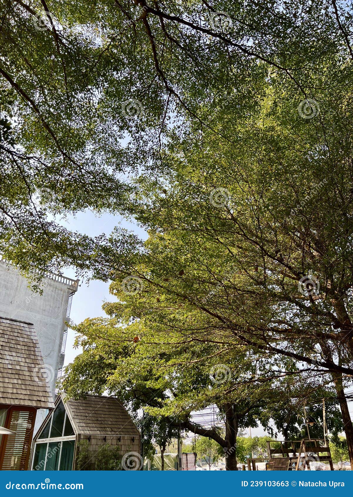 Huge trees stock image. Image of leaf, sunlight, green - 239103663