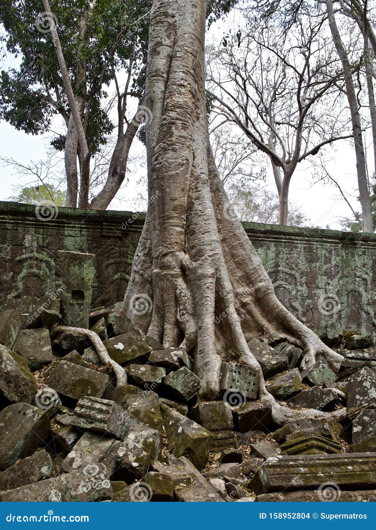 Huge Trees with a Powerful Root System Stock Photo - Image of immense ...