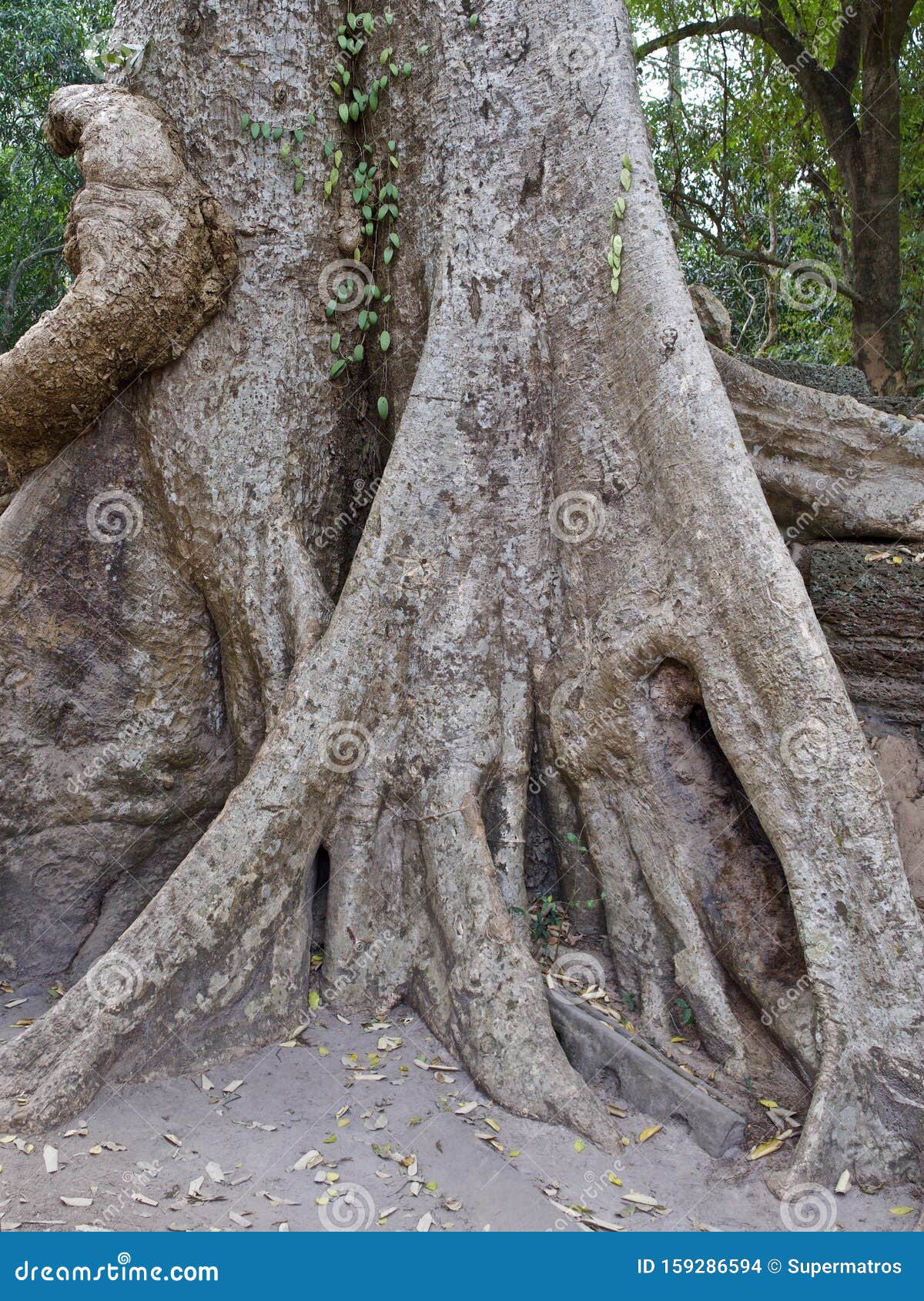 Huge Trees with a Powerful Root System Stock Photo - Image of ...