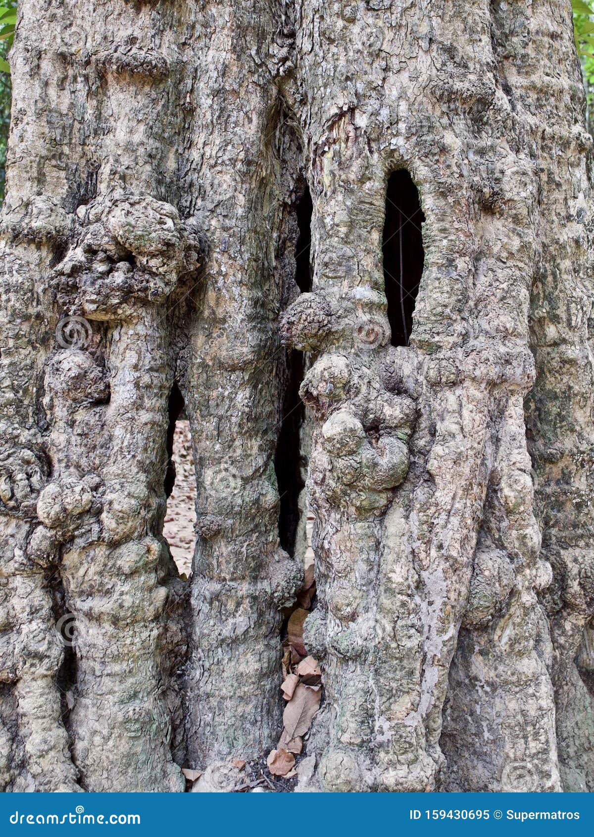 Huge Trees with a Powerful Root System Stock Image - Image of immense ...