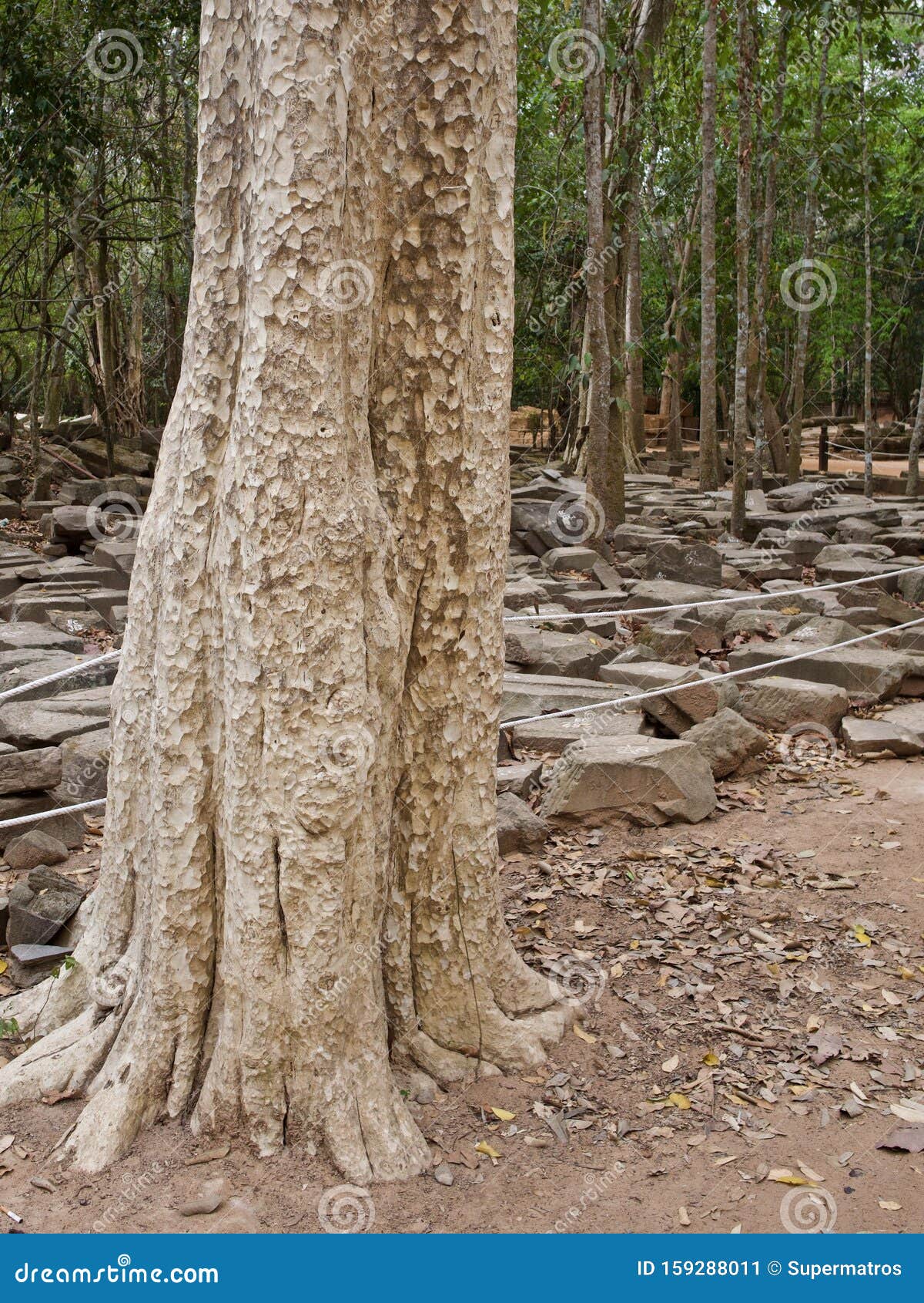 Huge Trees with a Powerful Root System Stock Image - Image of immense ...