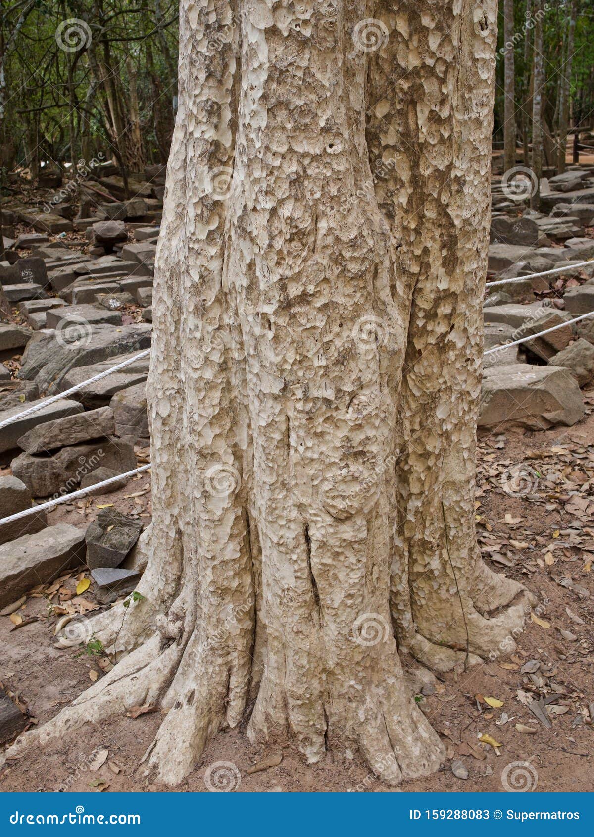 Huge Trees with a Powerful Root System Stock Image - Image of jumbo ...