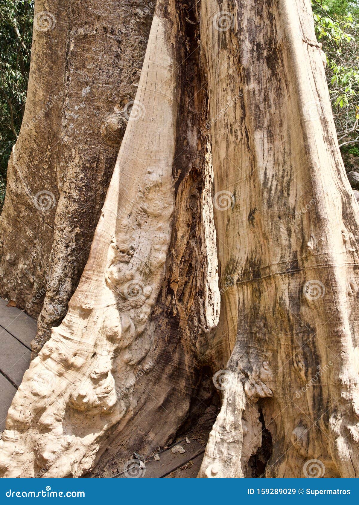 Huge Trees with a Powerful Root System Stock Image - Image of race ...