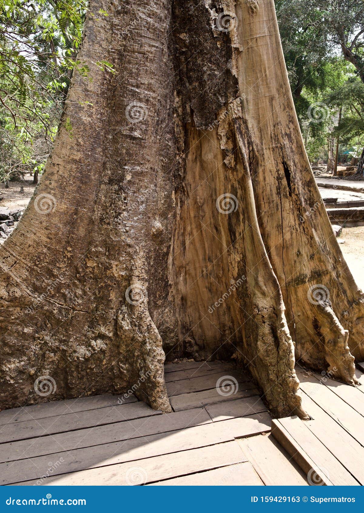 Huge Trees with a Powerful Root System Stock Image - Image of tree ...