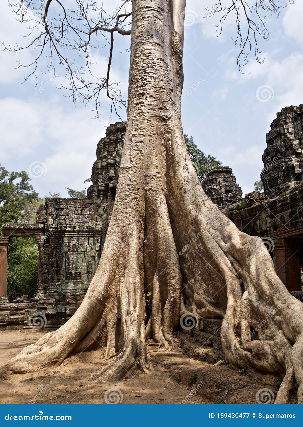 Huge Trees with a Powerful Root System Stock Image - Image of gigantic ...