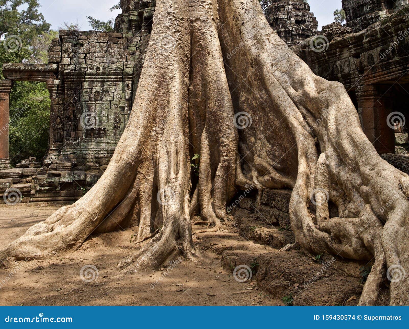 Huge Trees with a Powerful Root System Stock Photo - Image of tropics ...