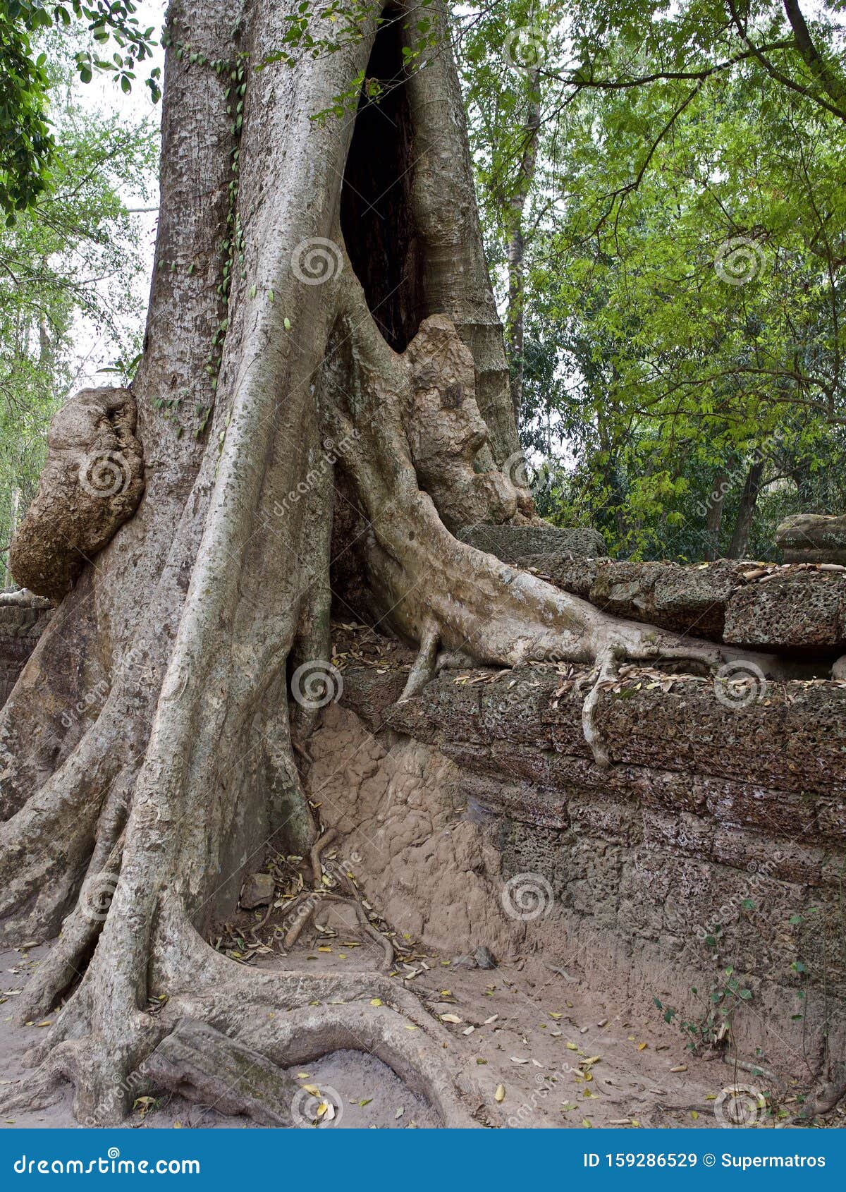 Huge Trees with a Powerful Root System Stock Image - Image of tropics ...