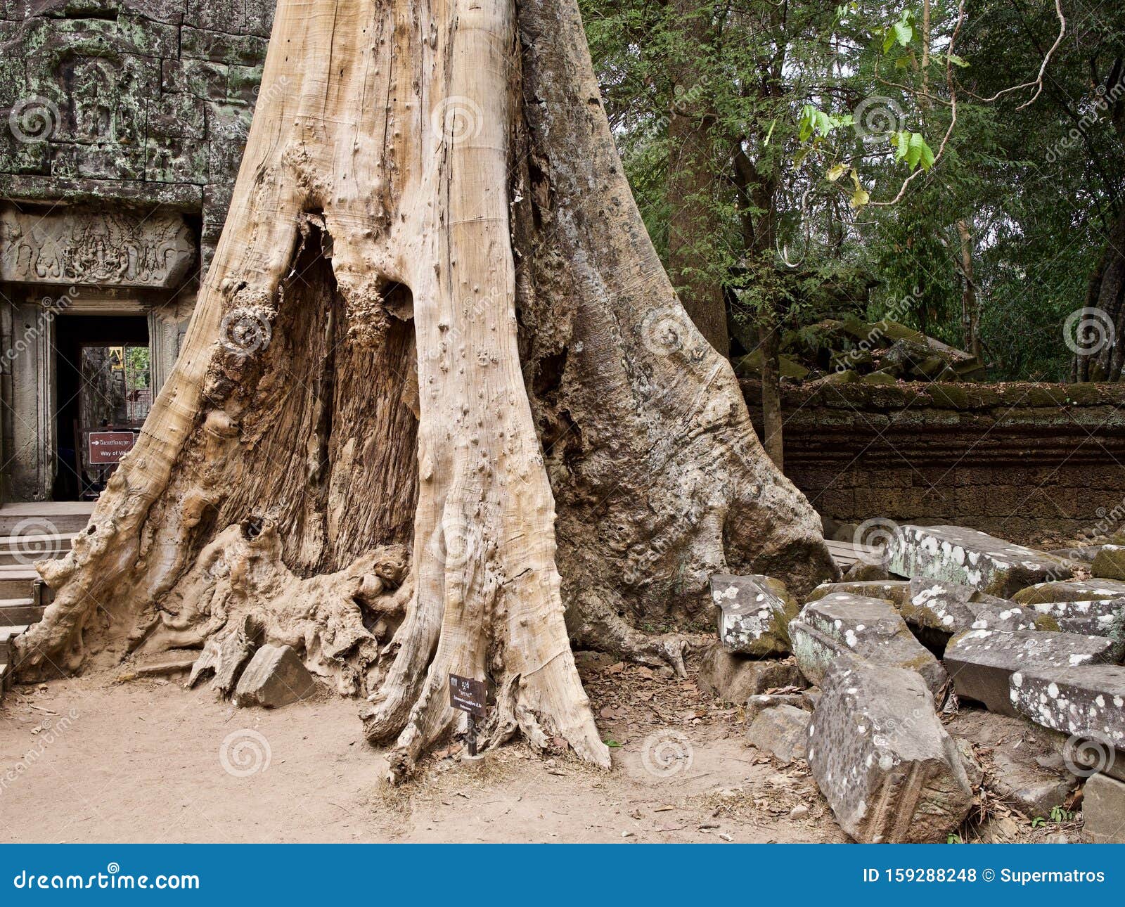Huge Trees with a Powerful Root System Stock Photo - Image of ...