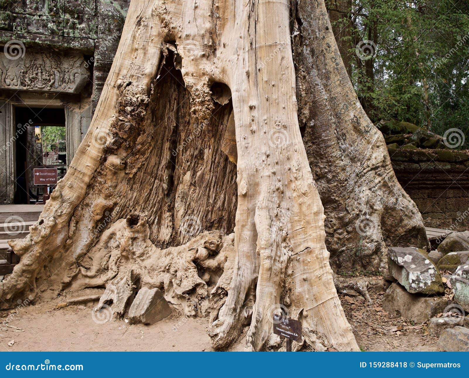 Huge Trees with a Powerful Root System Stock Photo - Image of root ...