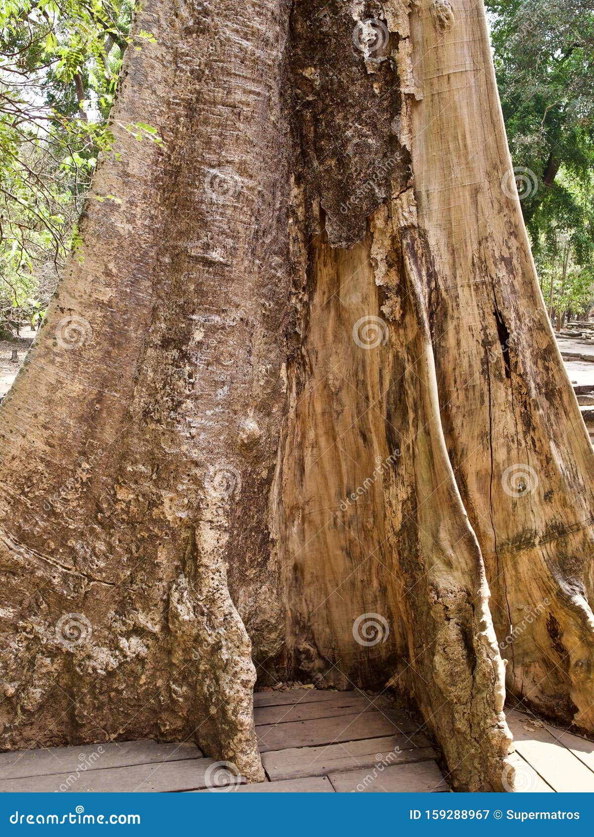 Huge Trees with a Powerful Root System Stock Image - Image of mammoth ...