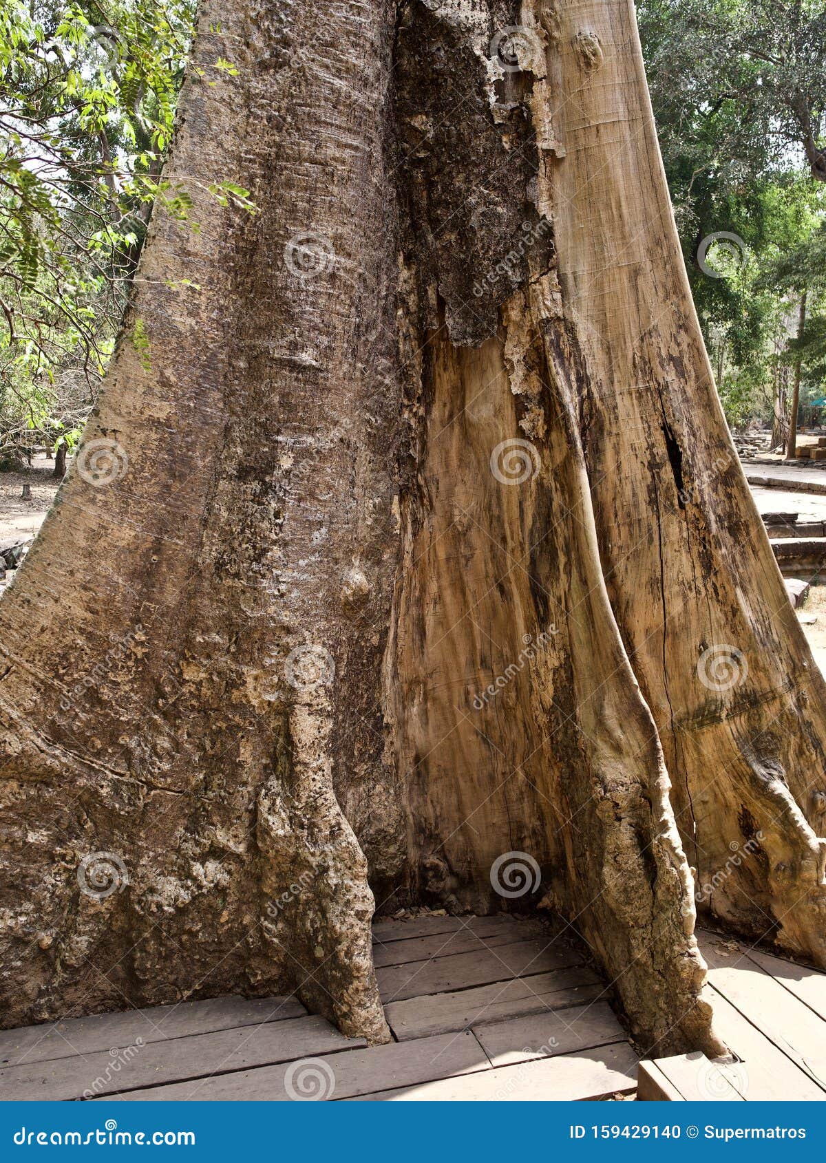 Huge Trees with a Powerful Root System Stock Photo - Image of mammoth ...