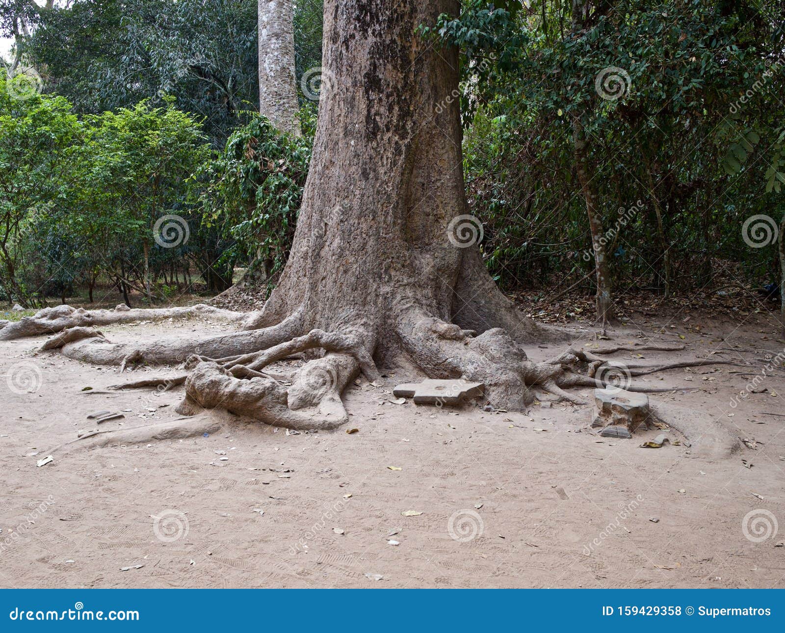 Huge Trees with a Powerful Root System Stock Photo - Image of origin ...