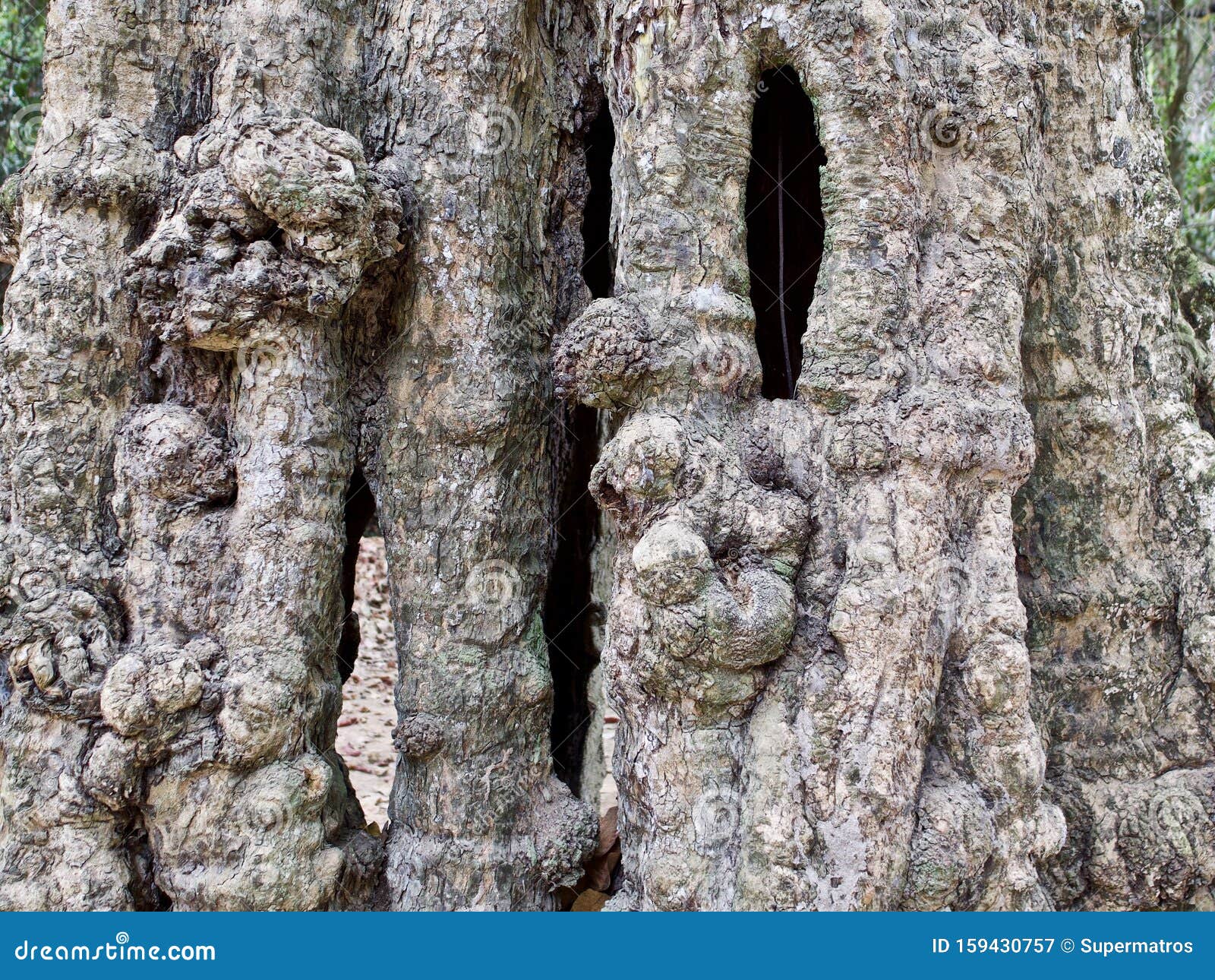 Huge Trees with a Powerful Root System Stock Image - Image of tropics ...