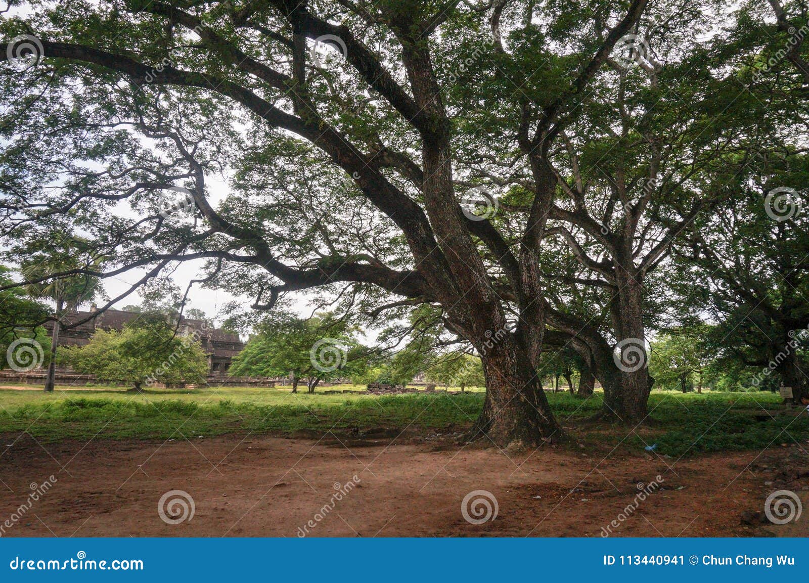 Huge Trees, with Strong Branches on it. Stock Image - Image of nature ...