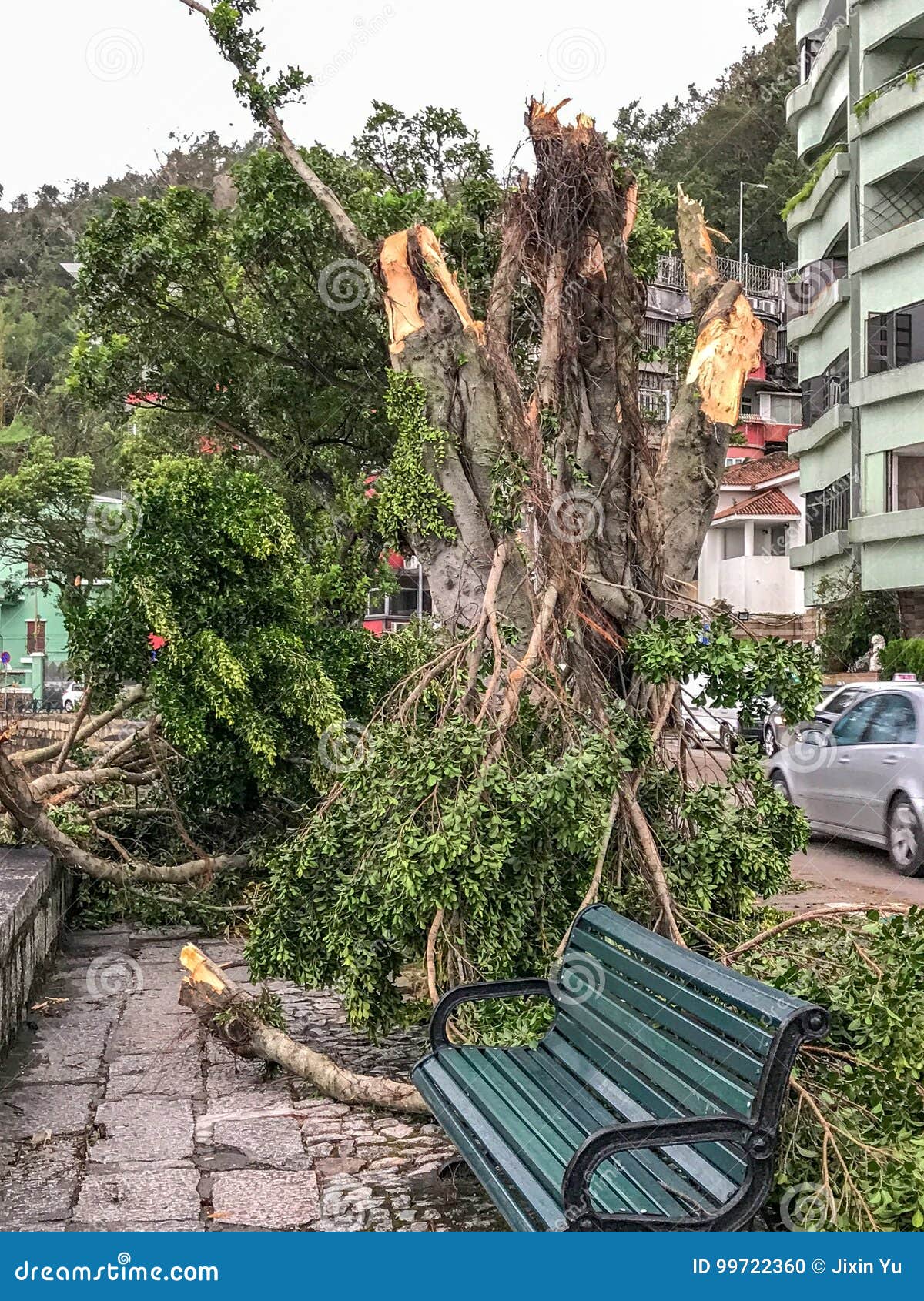 The huge trees uprooted stock photo. Image of huge, trees - 99722360