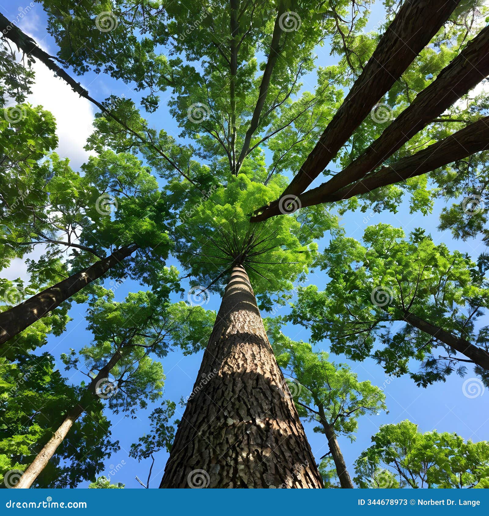 Huge Treetops with a Treetop Path, Ai-generatet Stock Illustration ...