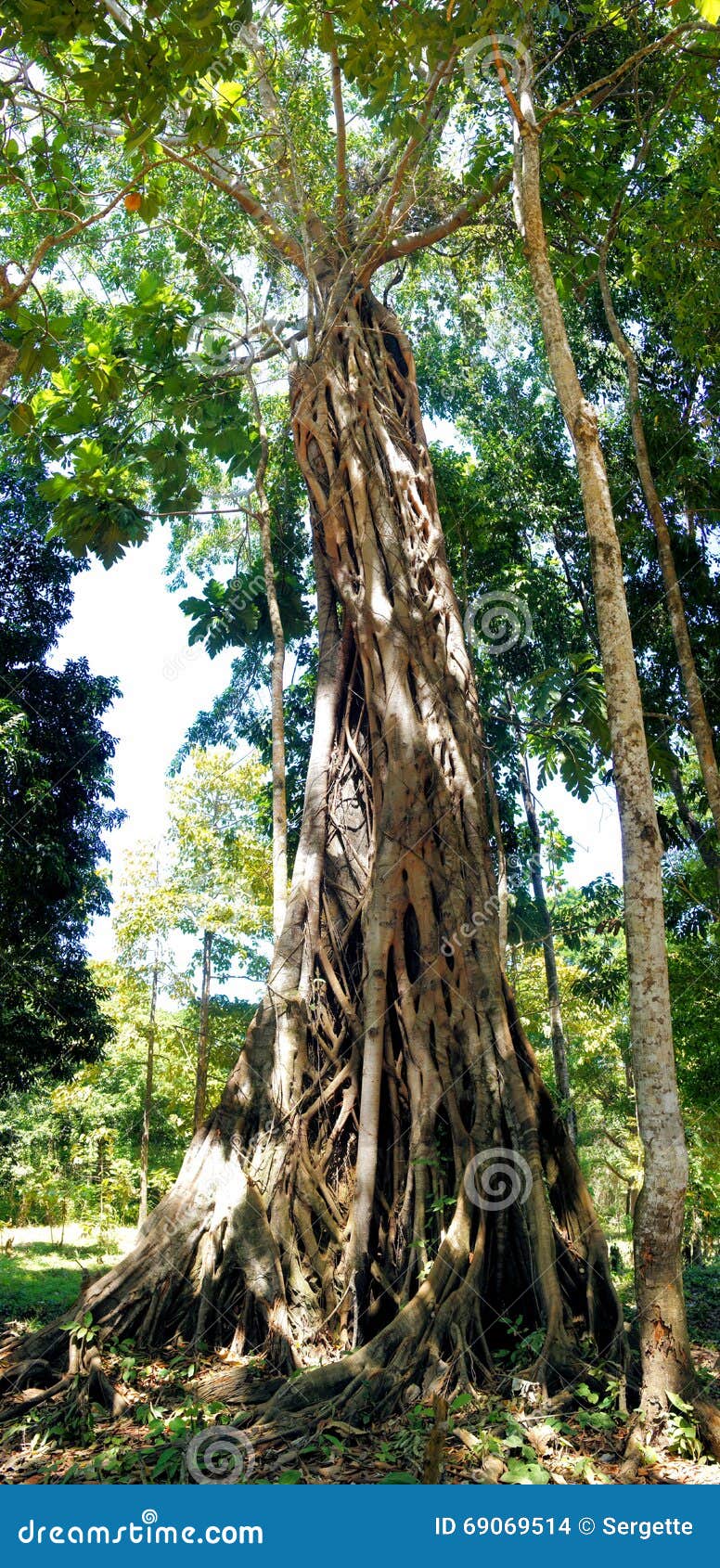 A Huge Tropical Tree. Philippines. Palawan Island. Royalty-Free Stock ...