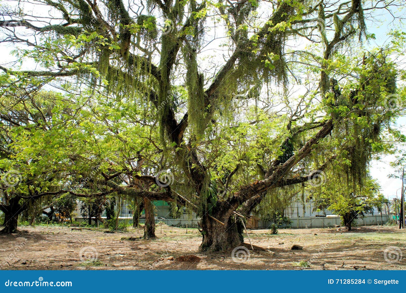 A Huge Tropical Tree. Philippines. Palawan Island. Stock Photo - Image ...