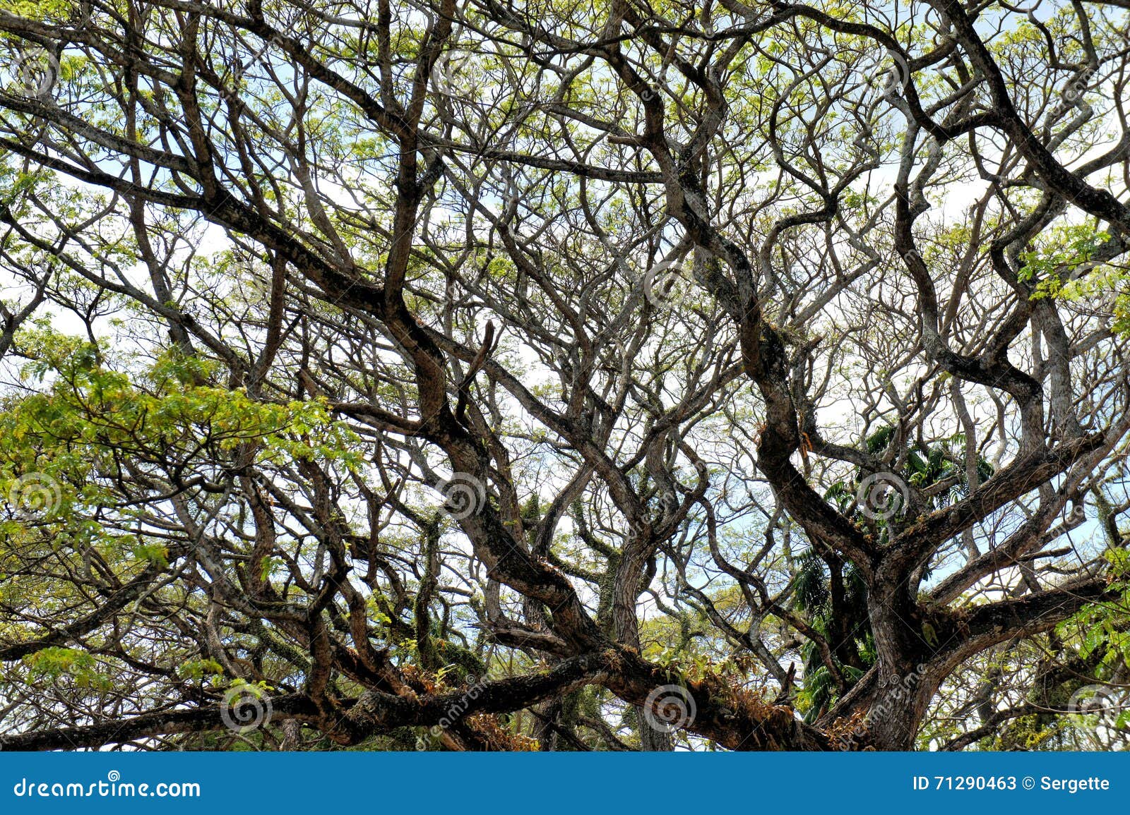 A Huge Tropical Tree. Philippines. Palawan Island. Stock Image - Image ...