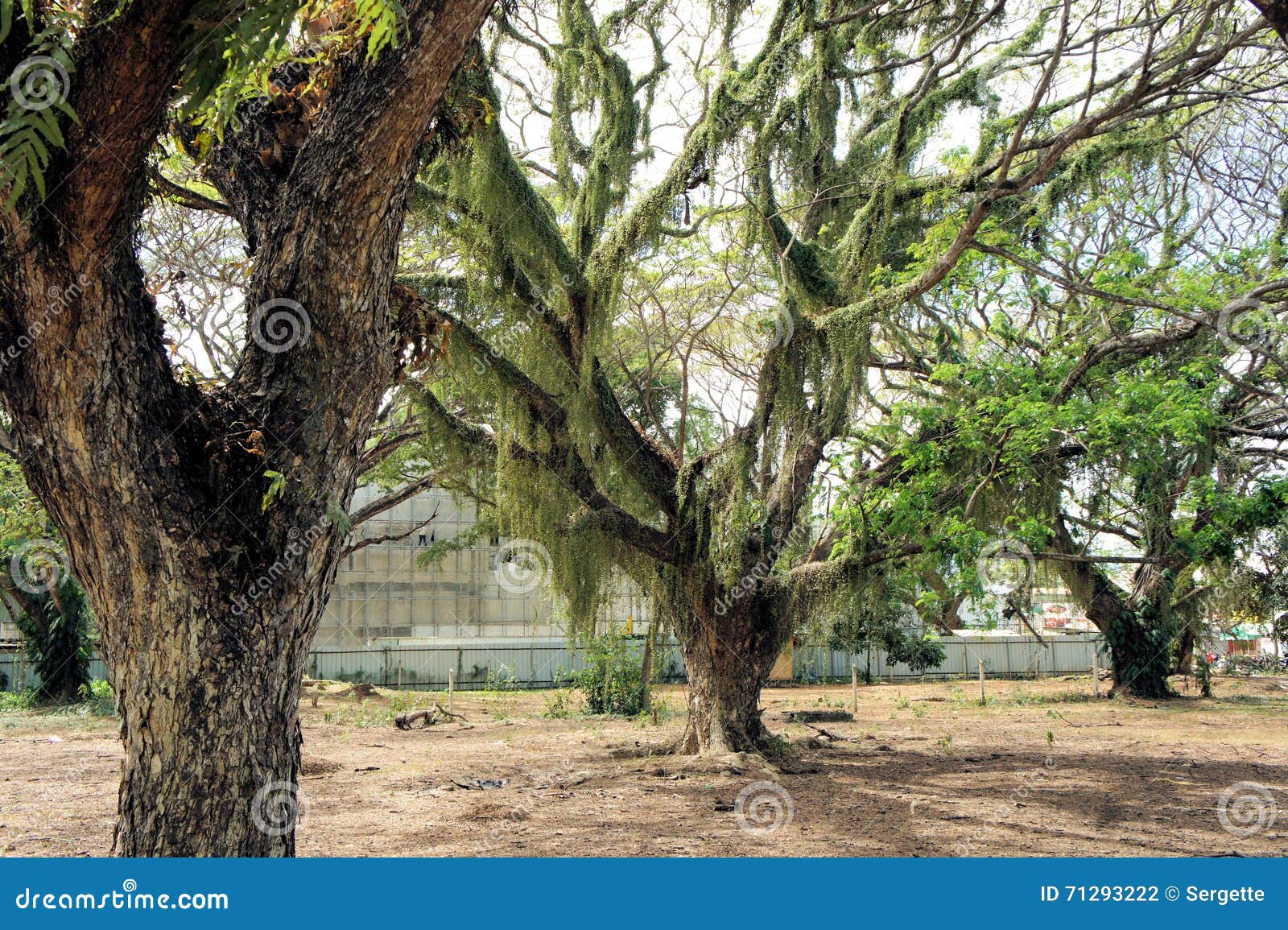 A Huge Tropical Tree. Philippines. Palawan Island. Stock Photo - Image ...