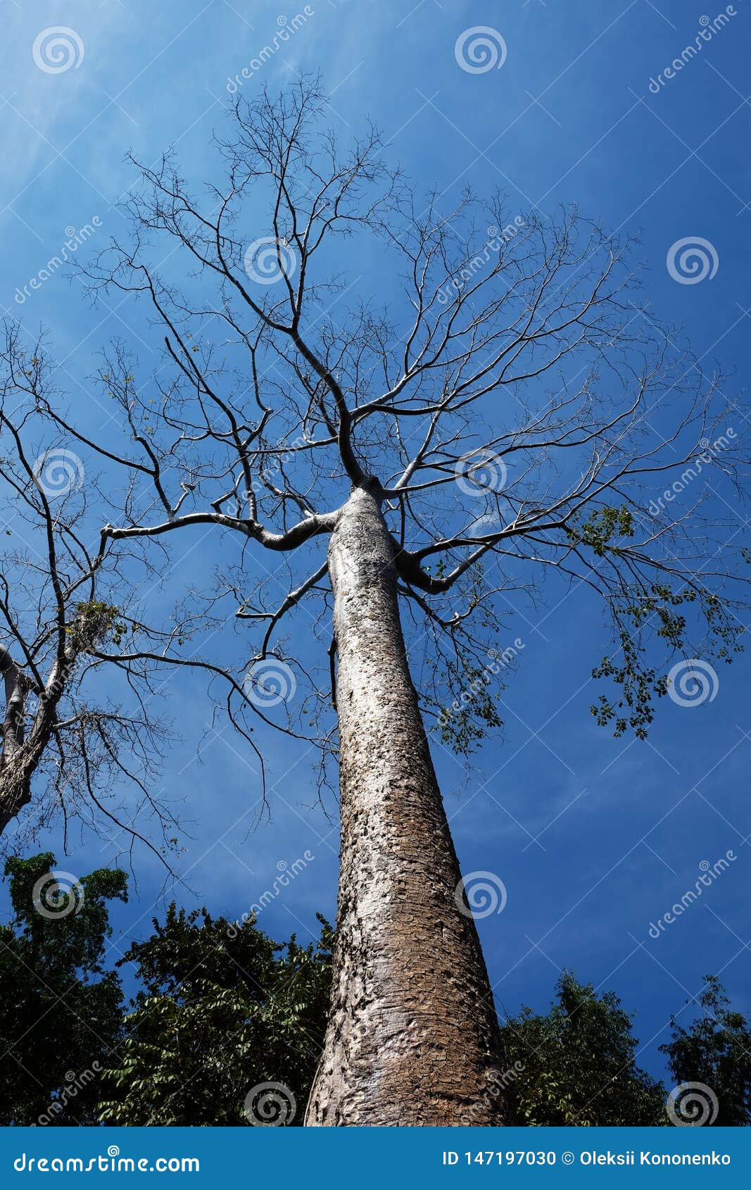 A Huge Tropical White Tree Against a Clear Sky. Tetrameles Tree, Which ...