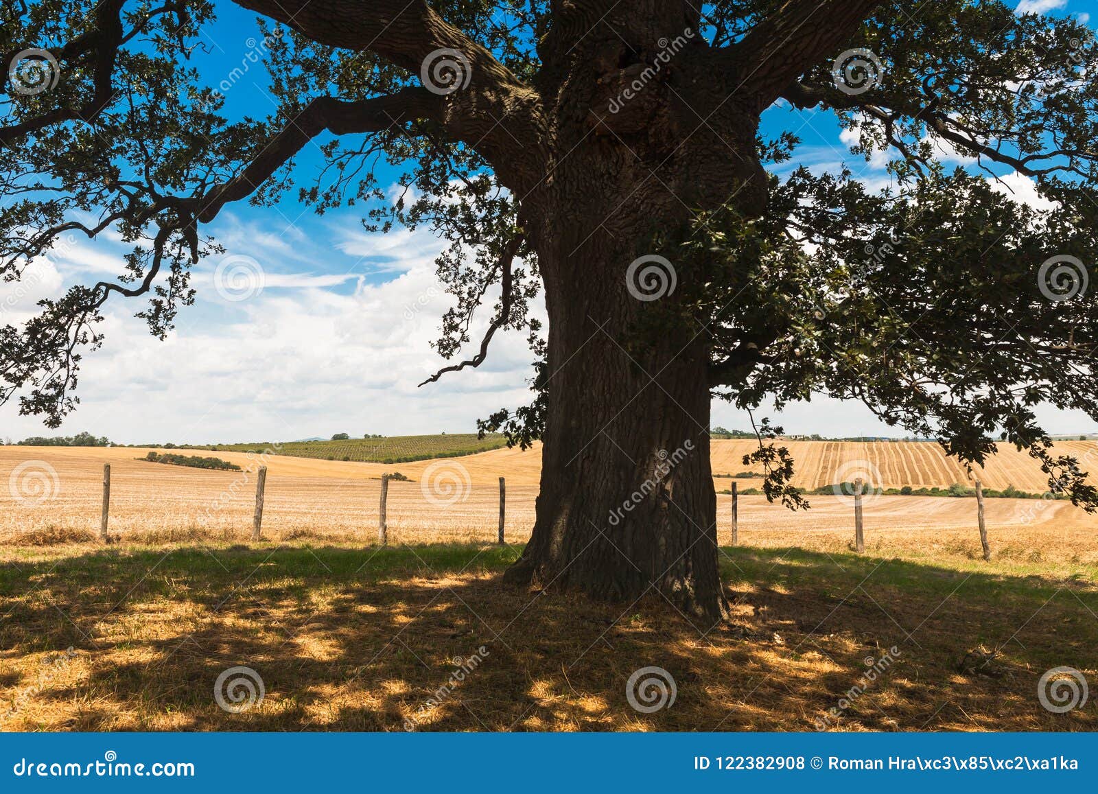 Huge Trunk of the Ancient Oak Tree Stock Photo - Image of idyllic ...