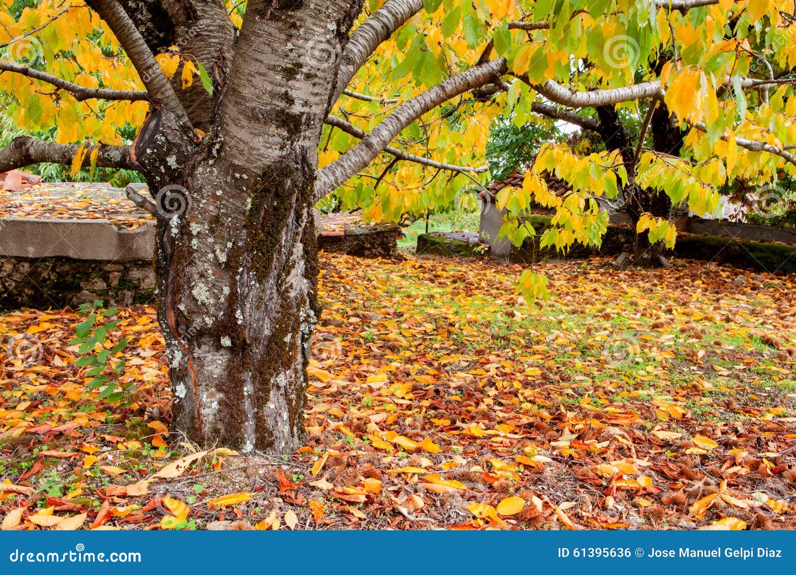 Huge Trunk of a Cherry Tree Stock Photo - Image of beautiful, landscape ...