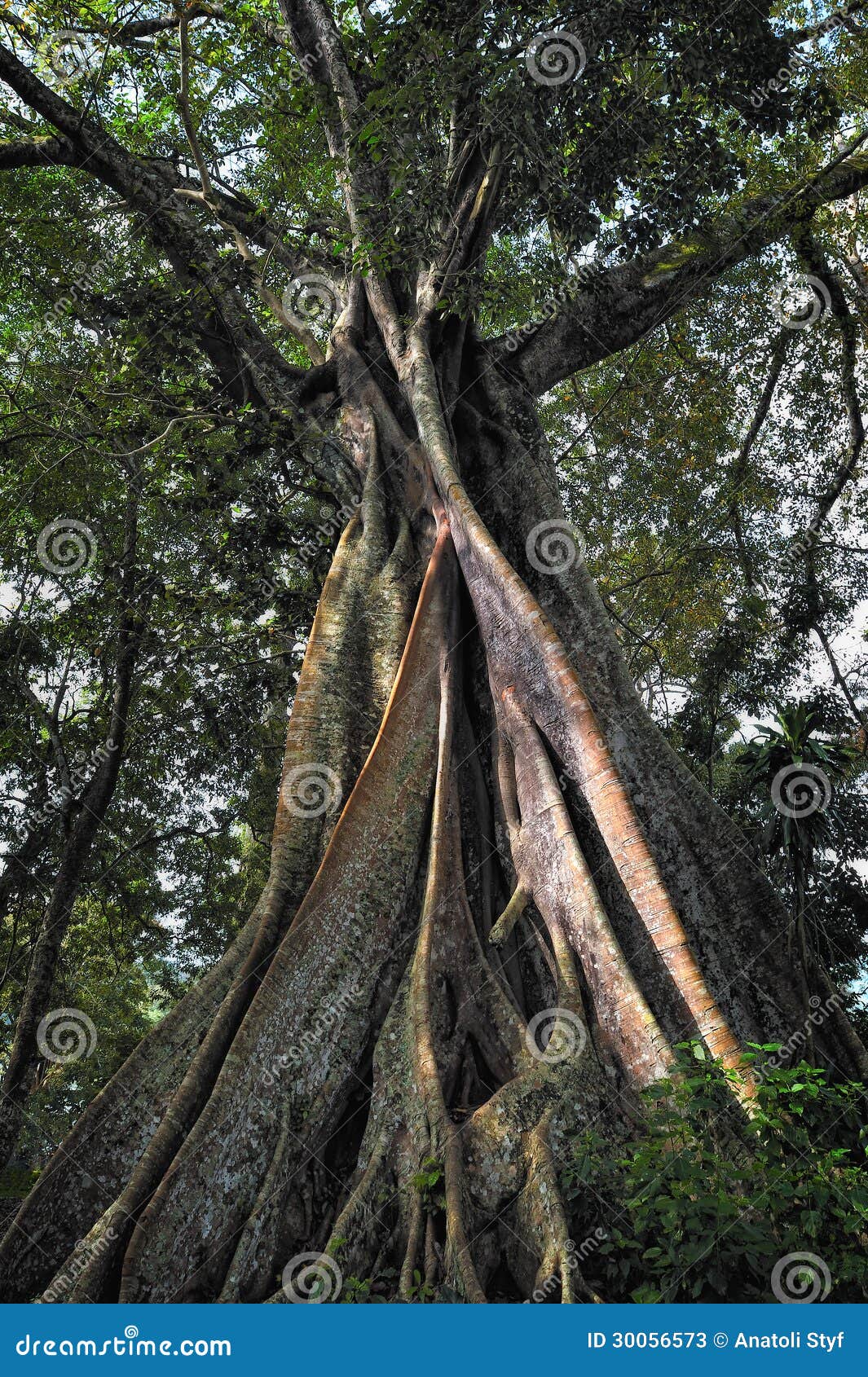 Mighty stock image. Image of india, hulking, nature, prodigious - 30056573