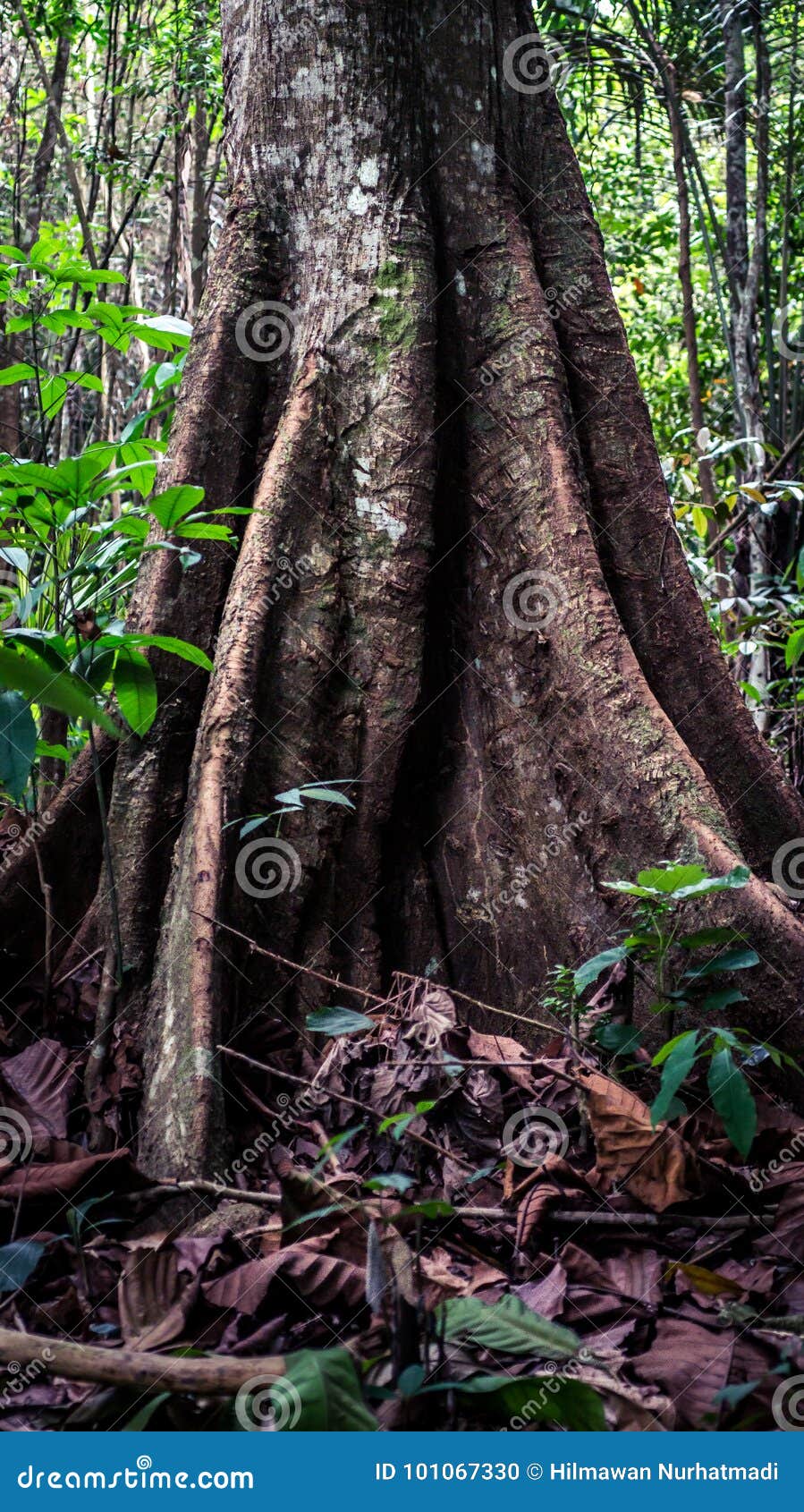 Huge Trunk of a Tree in the Middle of the Forest Stock Photo - Image of ...