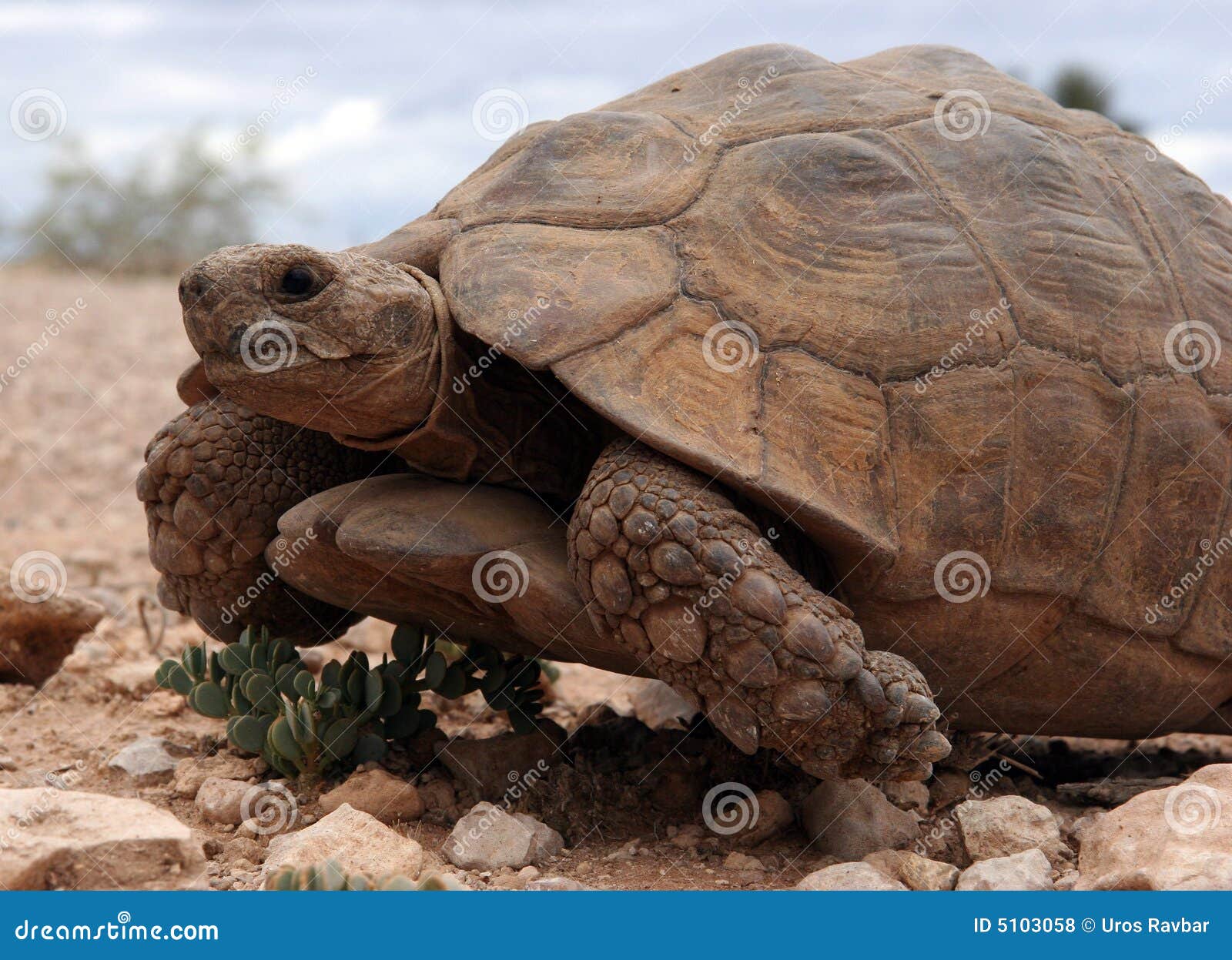 Huge turtle crawling stock photo. Image of huge, outdoor - 5103058