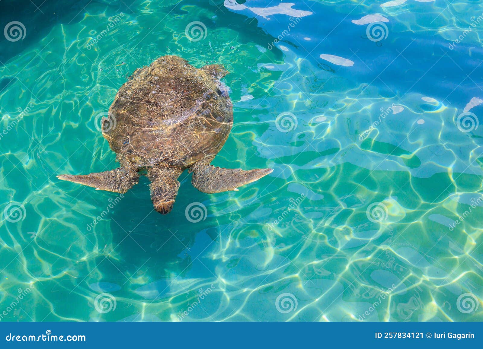 A Huge Turtle Off the Coast in the Mediterranean Sea. Background with ...